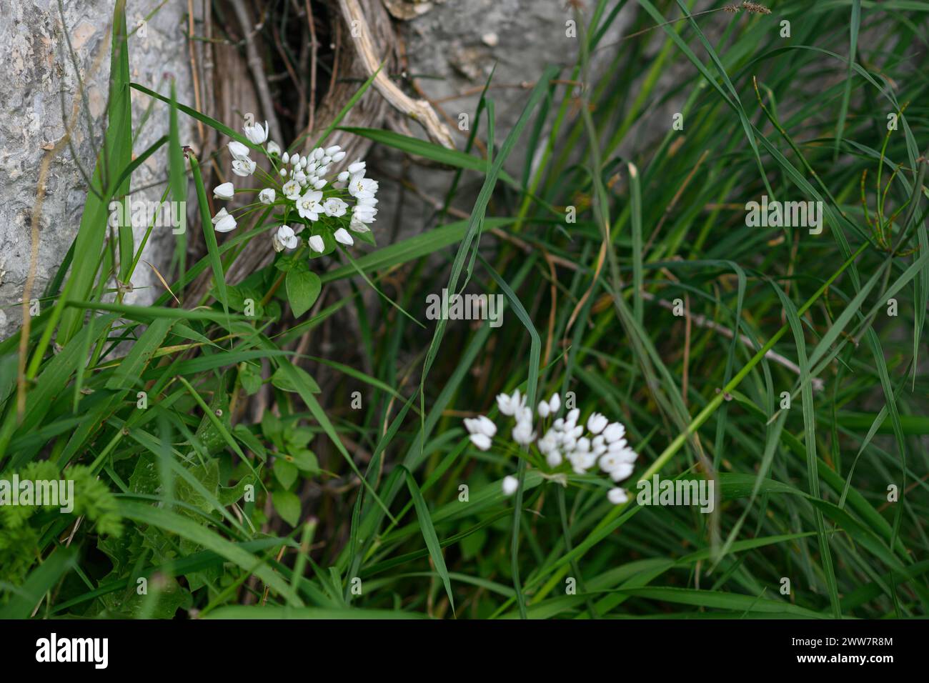 Flowering Wild Naples Garlic Allium neapolitanum plant. Photographed in ...