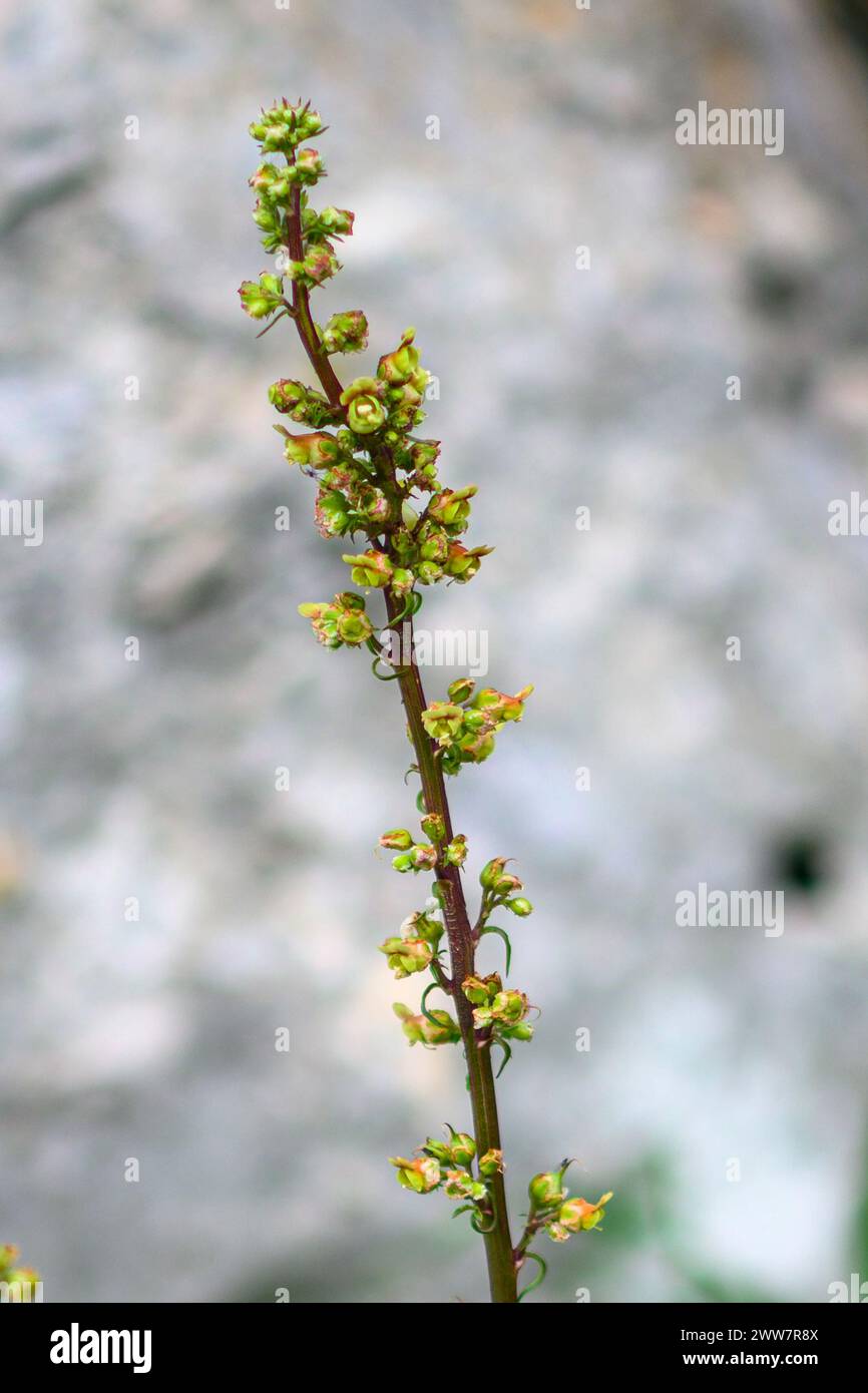 Red stemmed figwort hi-res stock photography and images - Alamy