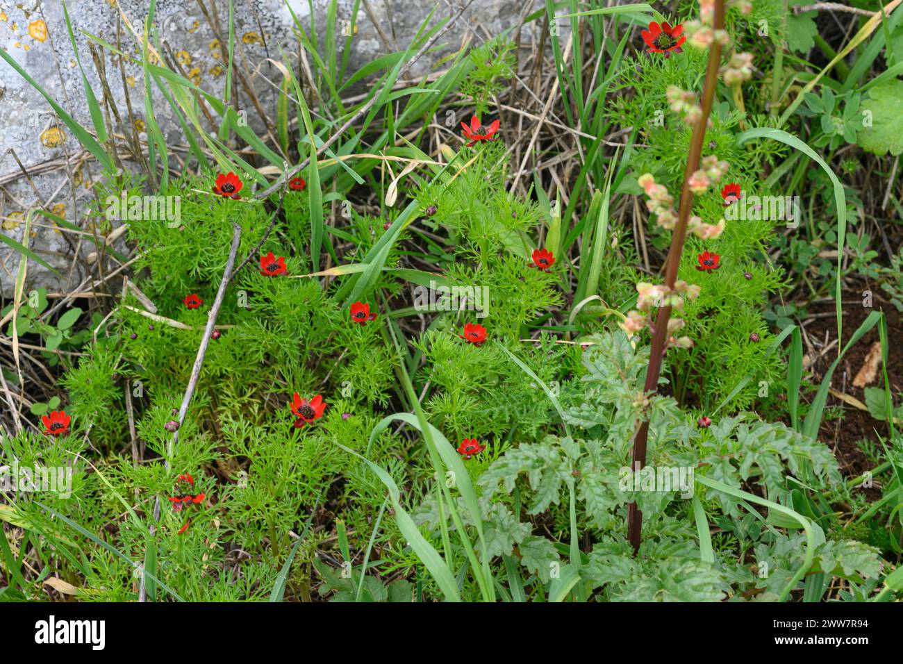 Adonis microcarpa, commonly known as small-fruit pheasant's-eye or red ...
