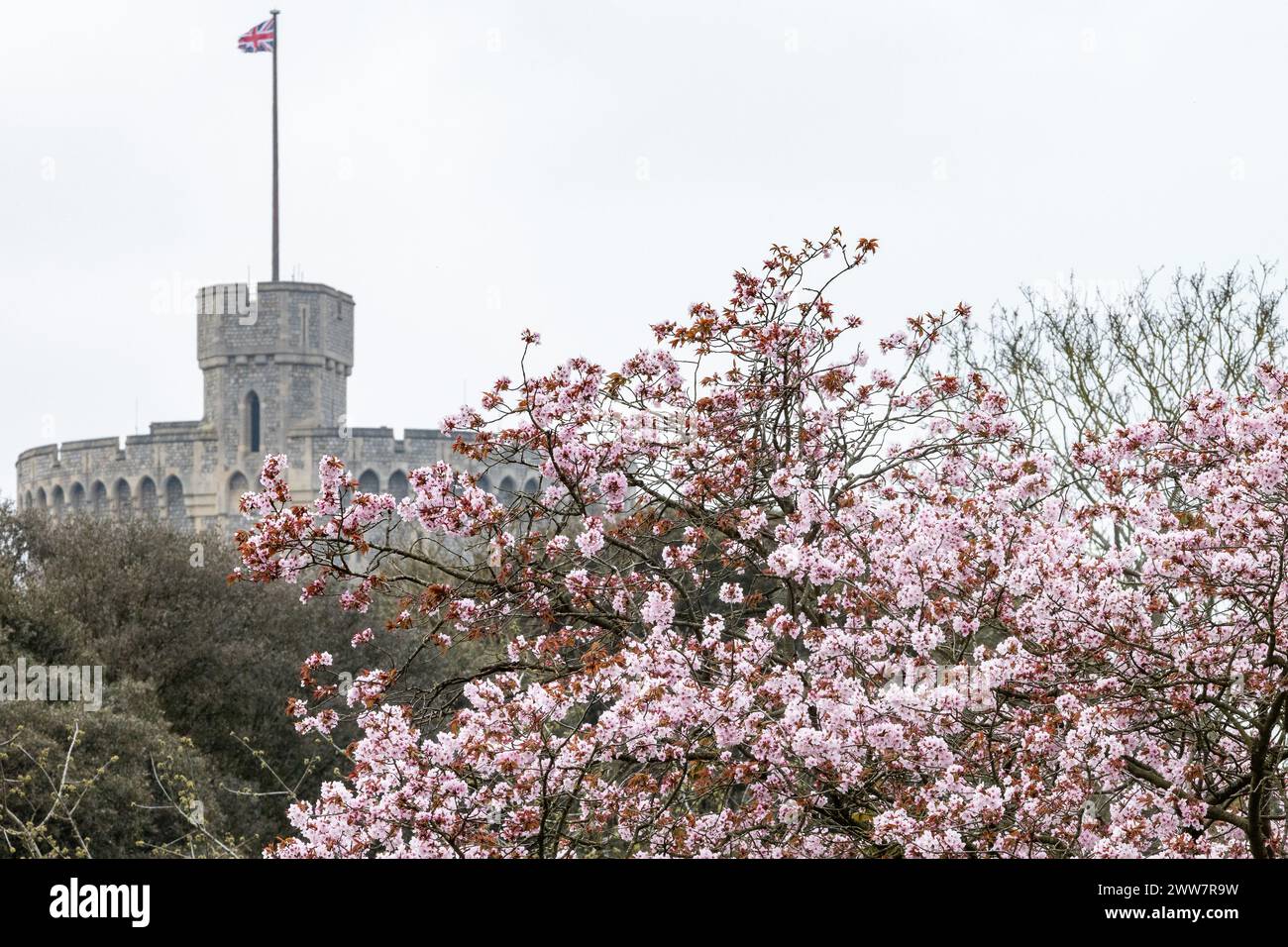 Windsor, UK. 21st March, 2024. Cherry trees in bloom are pictured in ...