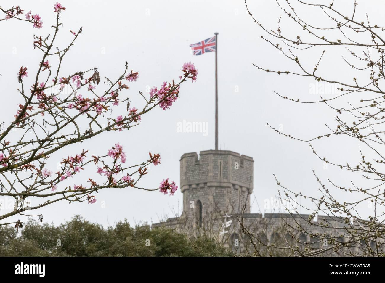 Windsor, UK. 21st March, 2024. A cherry tree in bloom is pictured in ...