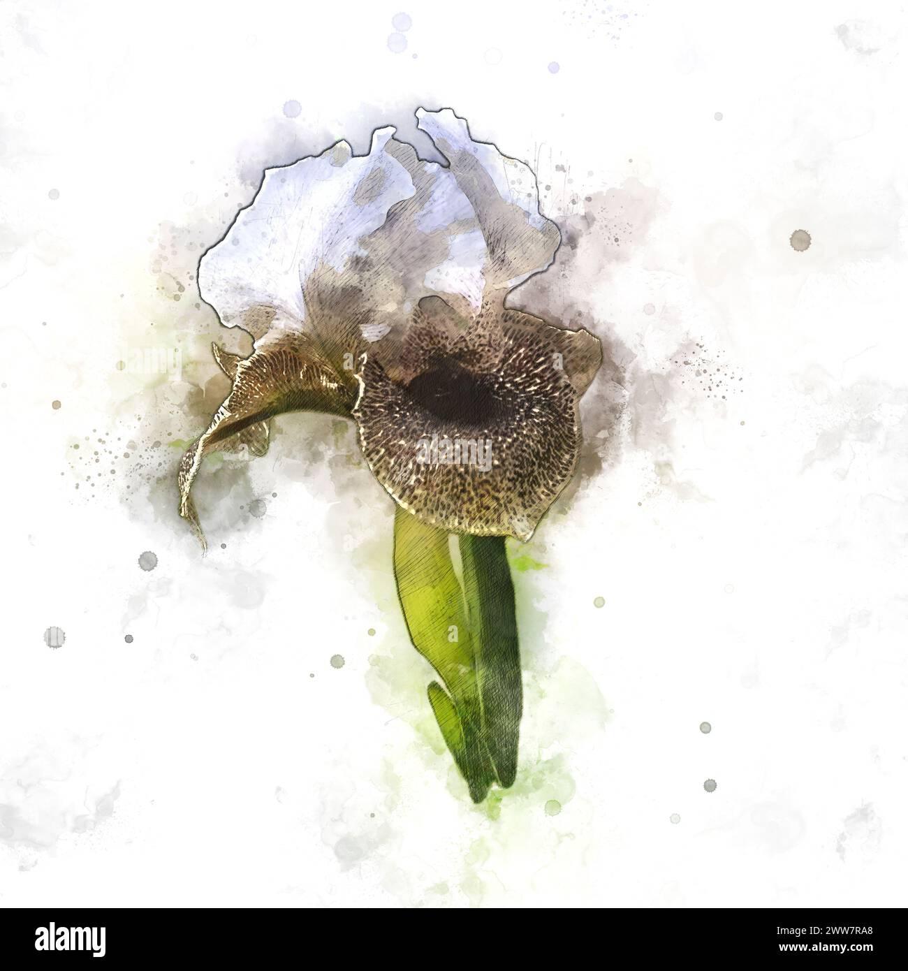 Digitally enhanced image of a Iris bismarckiana, the Nazareth iris ...