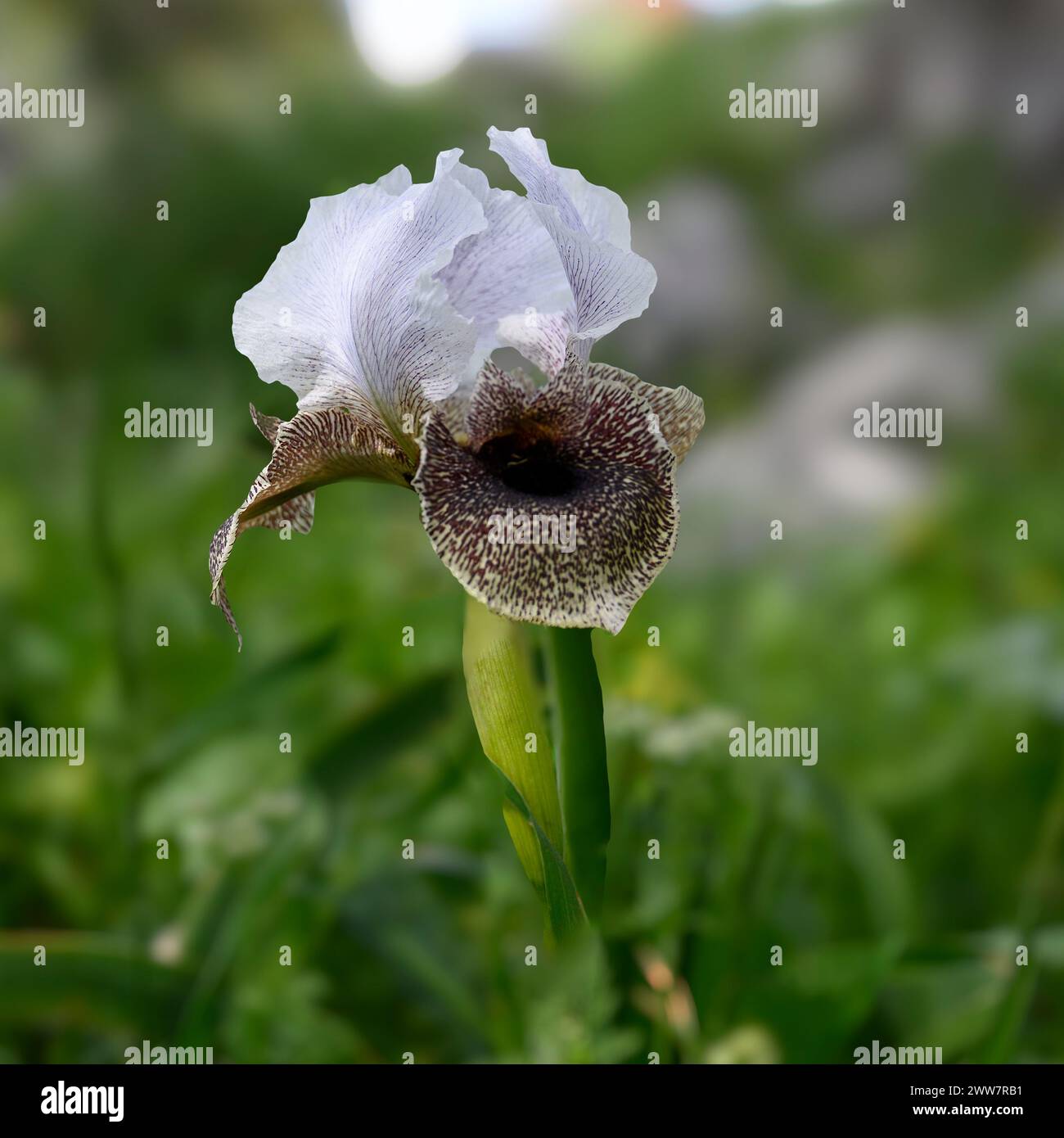 Nazarena hi-res stock photography and images - Alamy