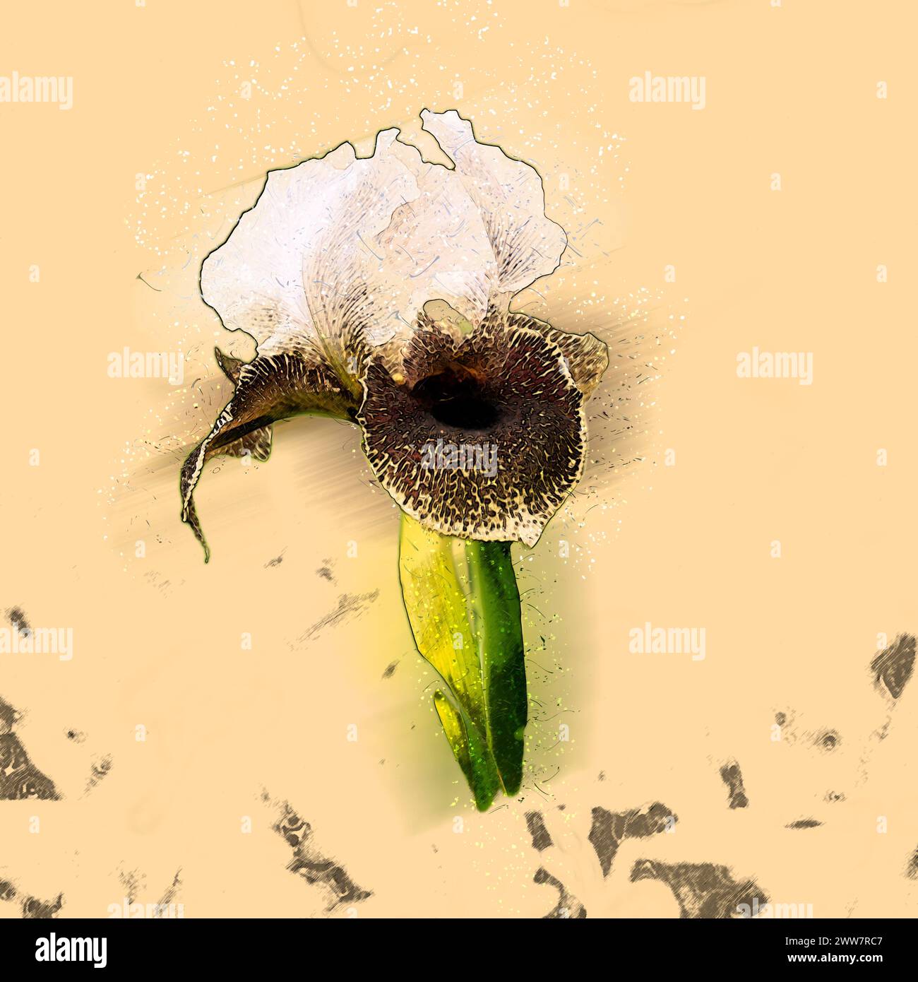 Digitally enhanced image of a Iris bismarckiana, the Nazareth iris ...