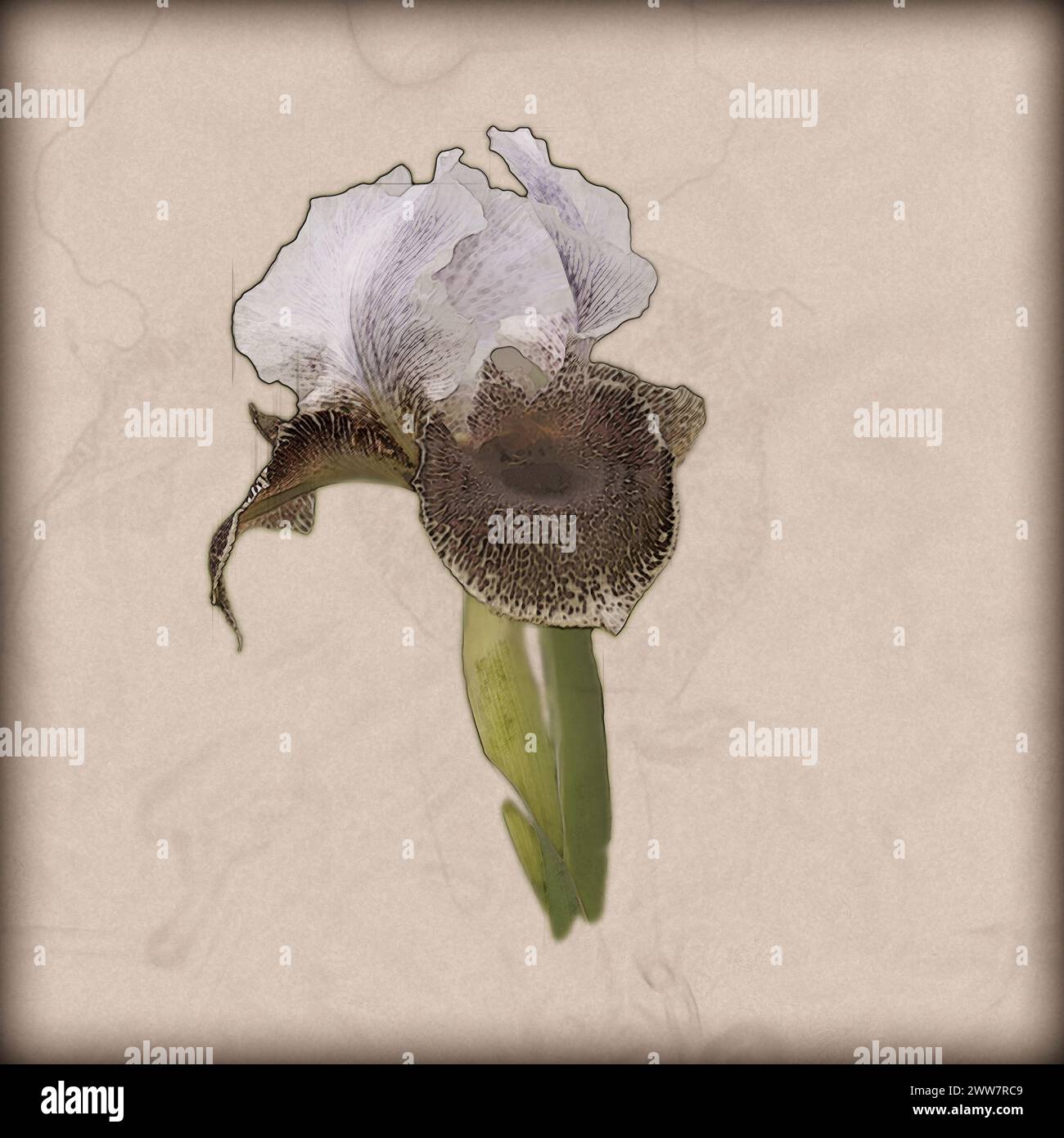 Digitally enhanced image of a Iris bismarckiana, the Nazareth iris ...