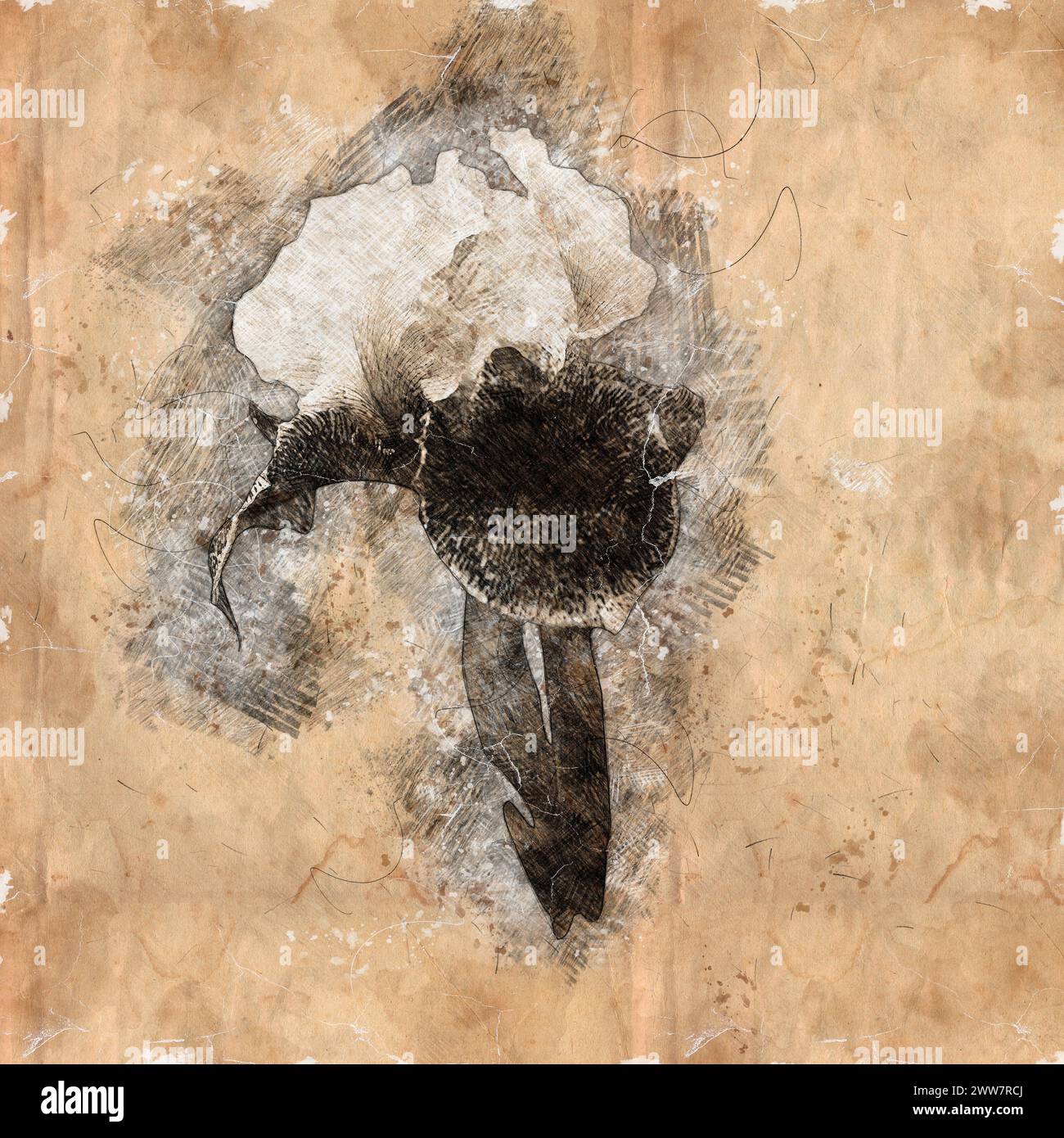 Digitally enhanced image of a Iris bismarckiana, the Nazareth iris ...