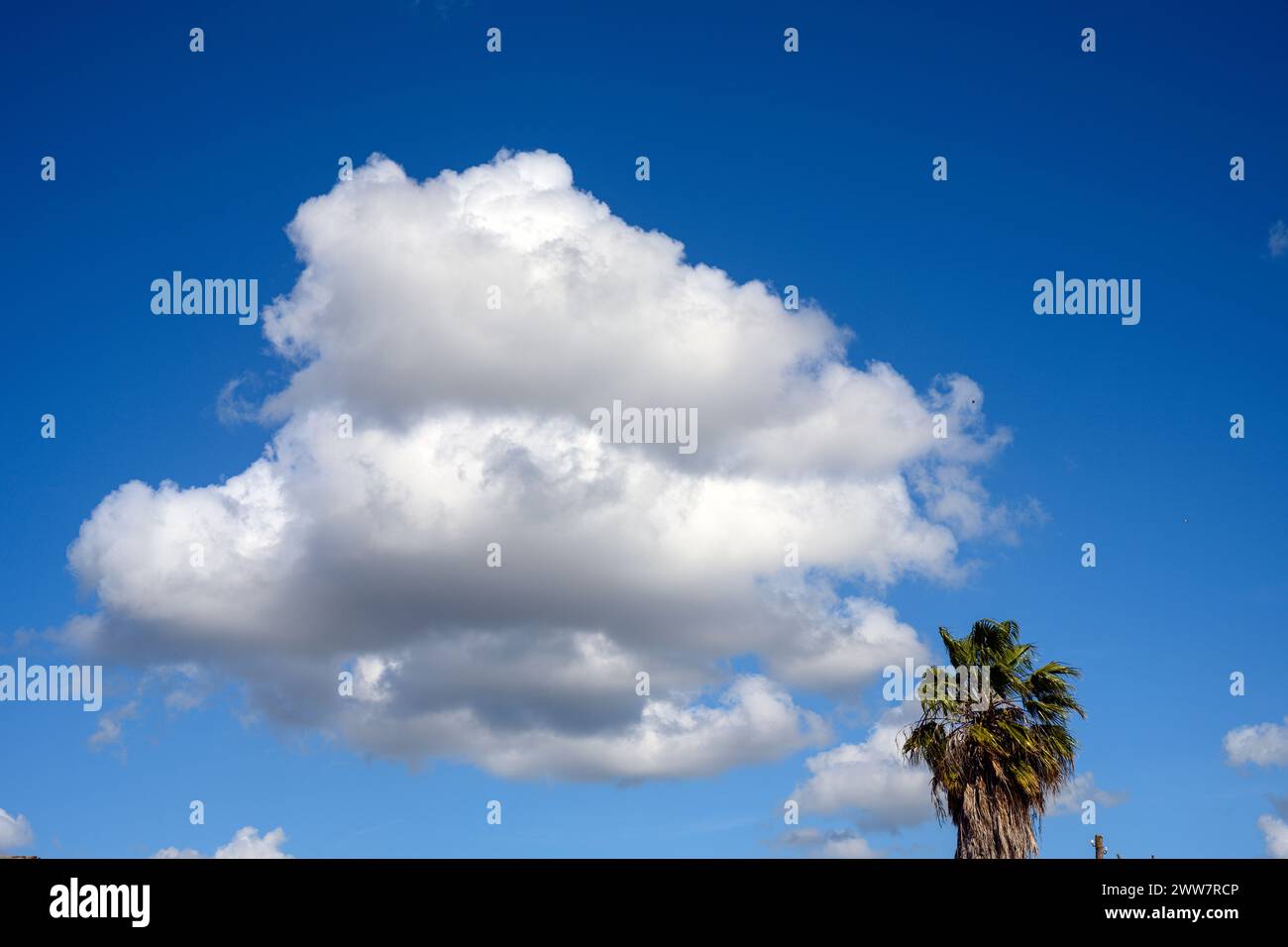 Single white fluffy cumulus mediocris cloud floats in a beautiful blue ...