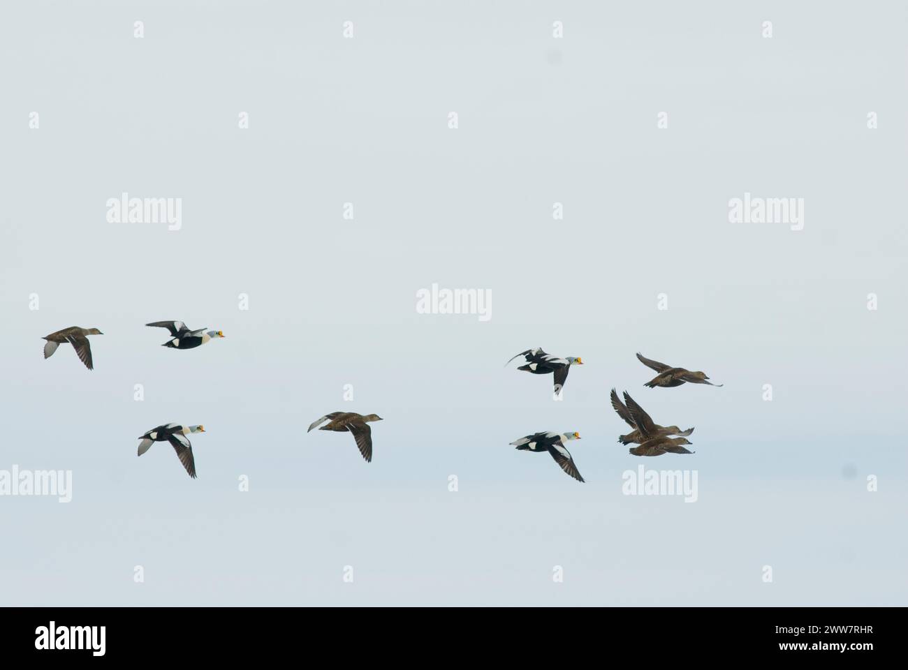 King eider Somateria spectabilis and Common eider Somateria mollissima ...