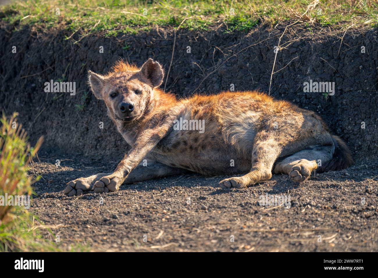 Spotted hyena lies on grass hi-res stock photography and images - Alamy