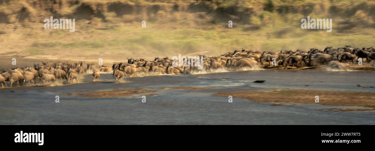 Slow pan panorama of zebras and wildebeest Stock Photo - Alamy