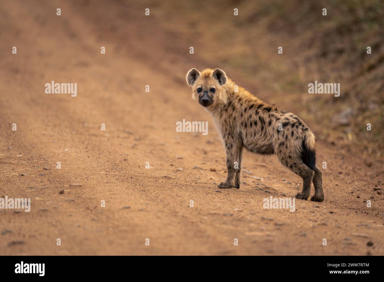 Spotted hyena stands on track watching camera Stock Photo - Alamy