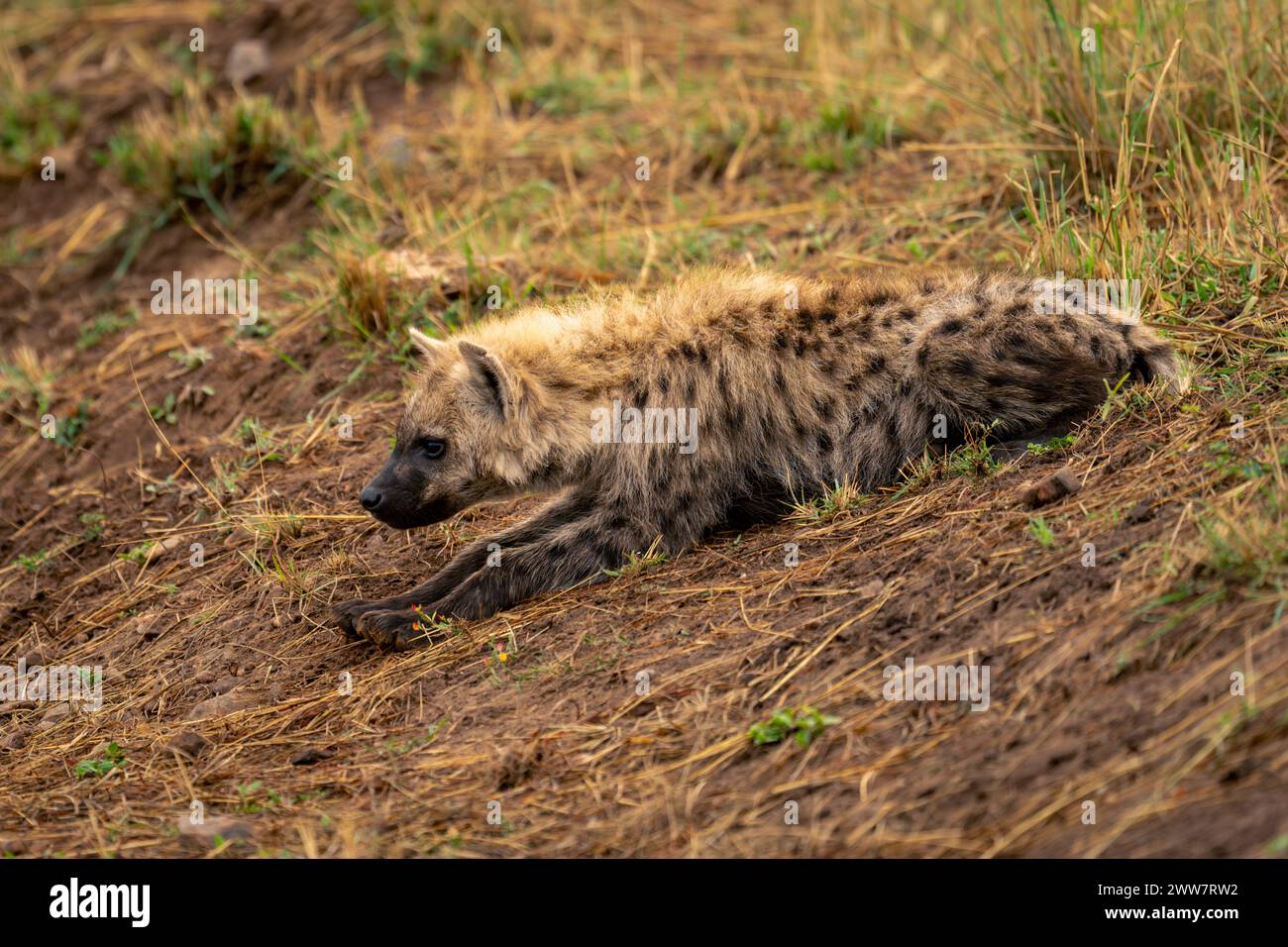 Spotted hyena lies on grass hi-res stock photography and images - Alamy