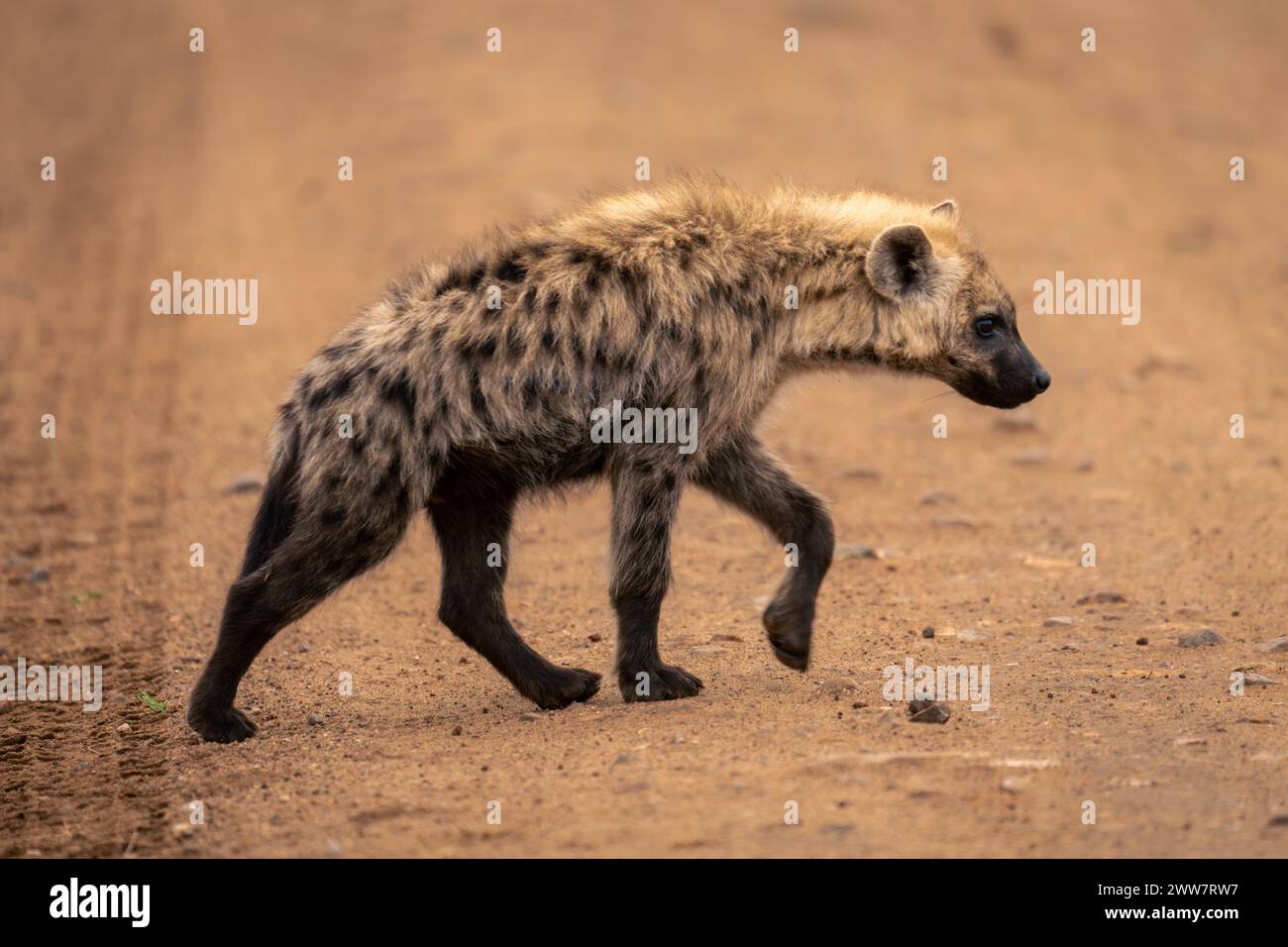 Spotted hyena walks across track lifting paw Stock Photo - Alamy