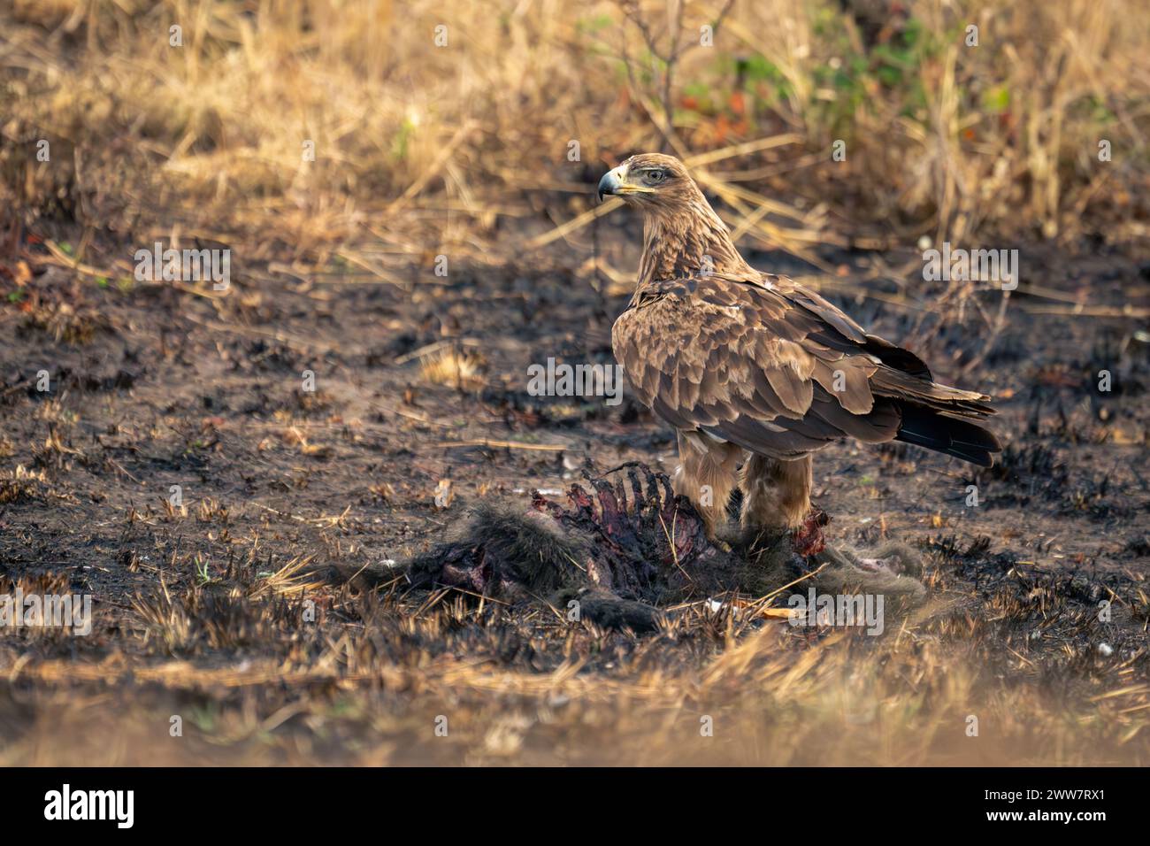 Muddy grassland hi-res stock photography and images - Alamy