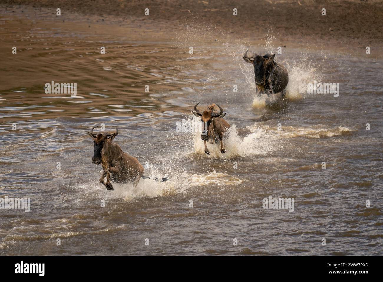 Three blue wildebeest galloping through shallow water Stock Photo - Alamy