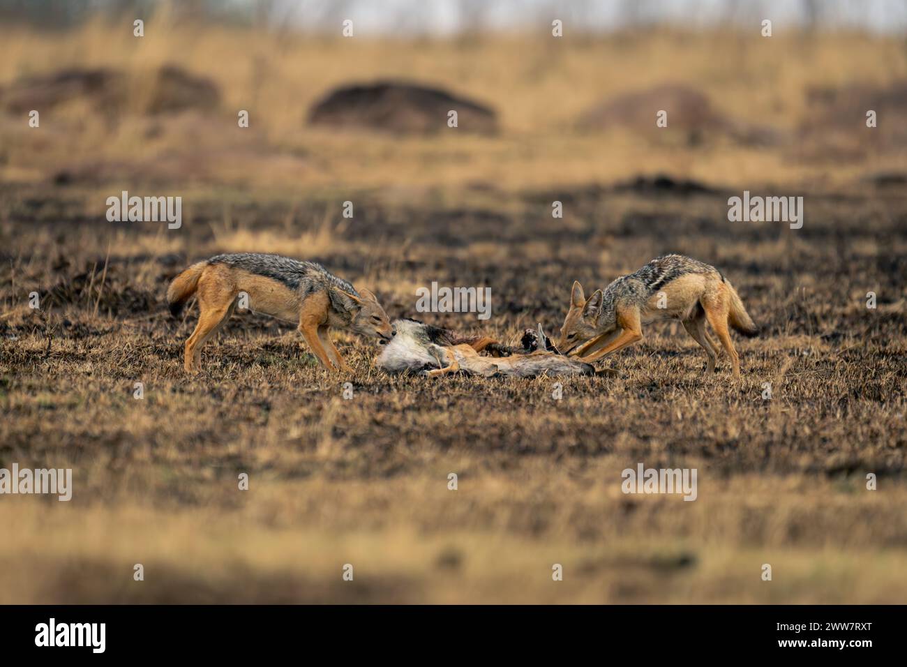 Two black-backed jackals stand feeding on kill Stock Photo - Alamy
