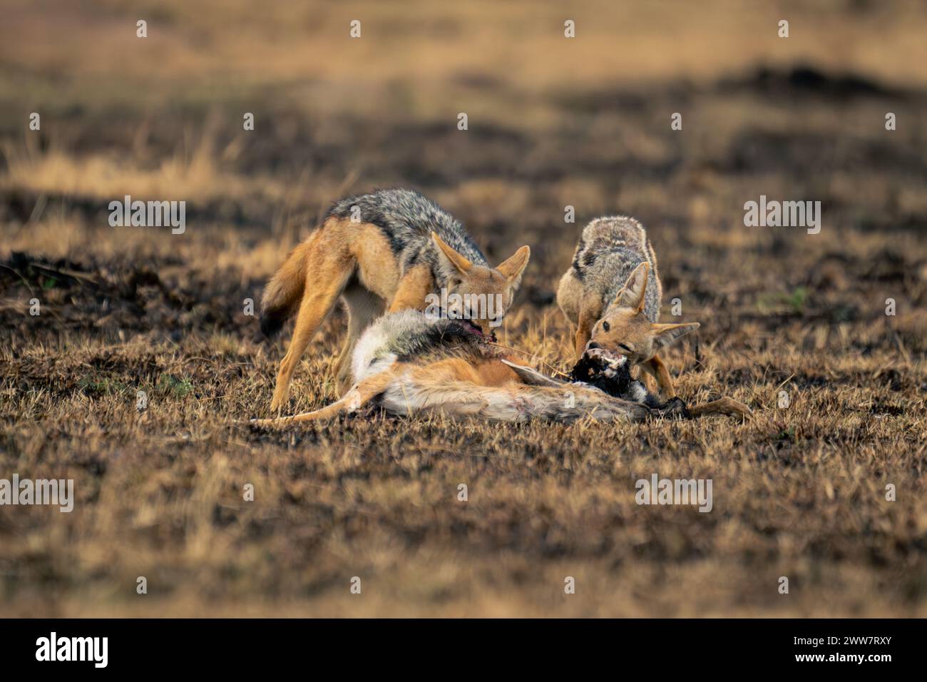Two black-backed jackals stands gnawing gazelle carcase Stock Photo - Alamy
