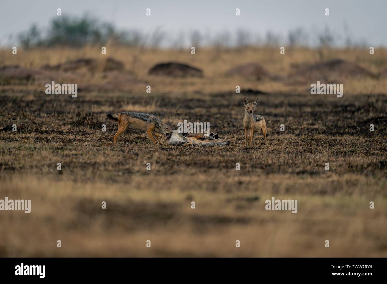 Two black-backed jackals stand with gazelle kill Stock Photo - Alamy
