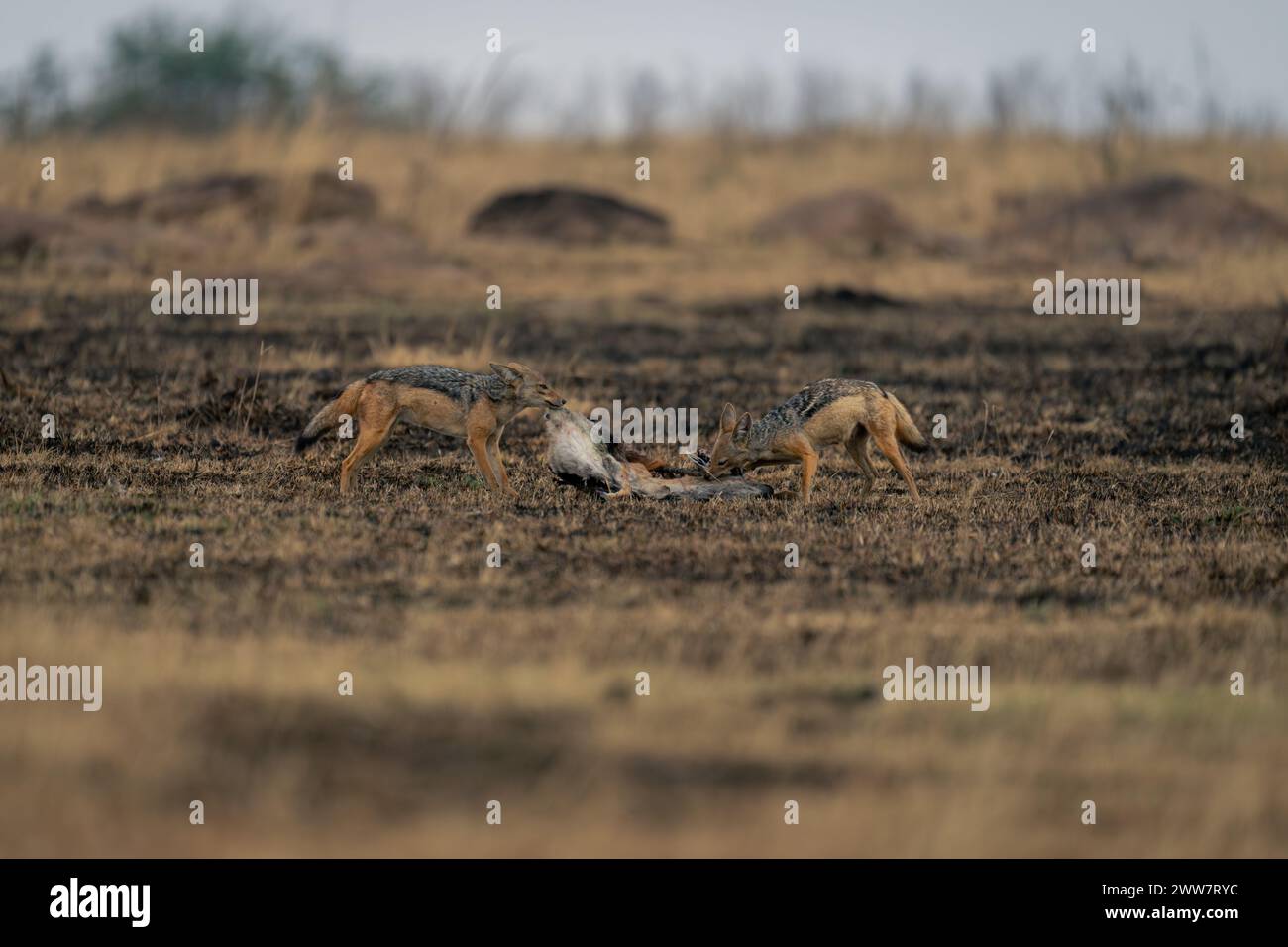 Two black-backed jackals standing eating gazelle carcase Stock Photo ...