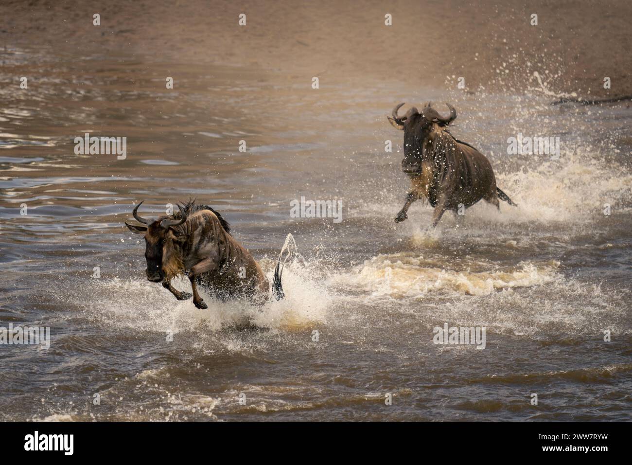 Two blue wildebeest cross water in spray Stock Photo - Alamy