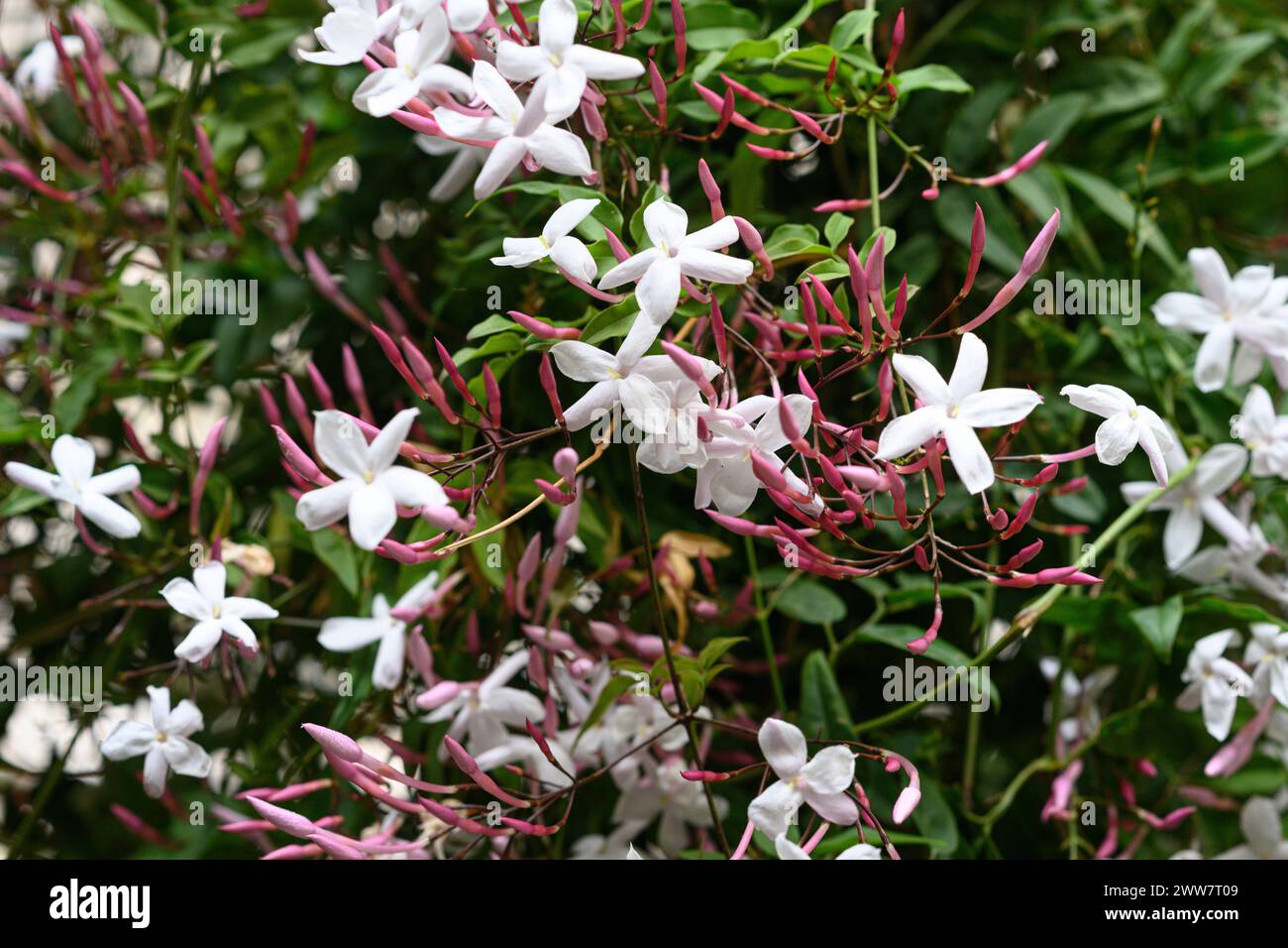 Jasminum polyanthum common names include: the many-flowered jasmine ... Jasminum polyanthum common names include: the many-flowered jasmine ...
