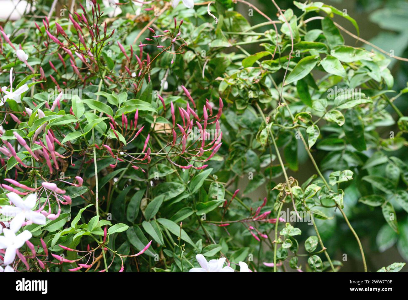 Pink jasmine hi-res stock photography and images - Alamy