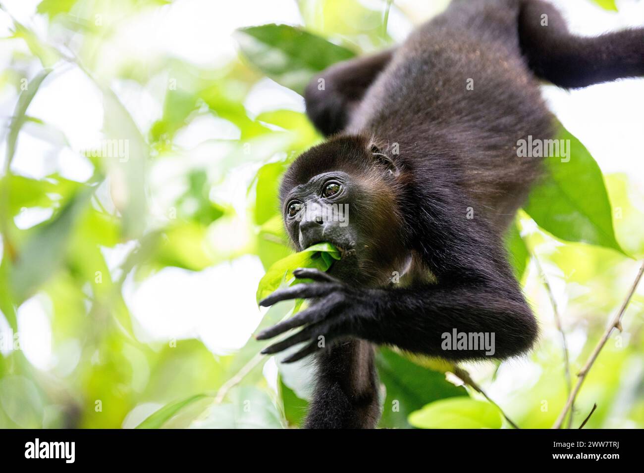 Common mantled howler hi-res stock photography and images - Alamy
