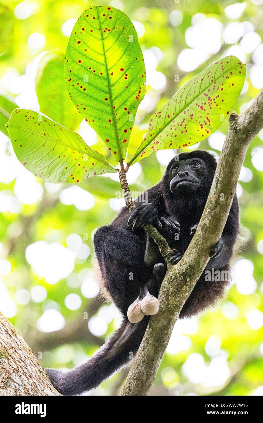 Beautiful howler monkey (Alouatta palliata) in his natural habitat high ...