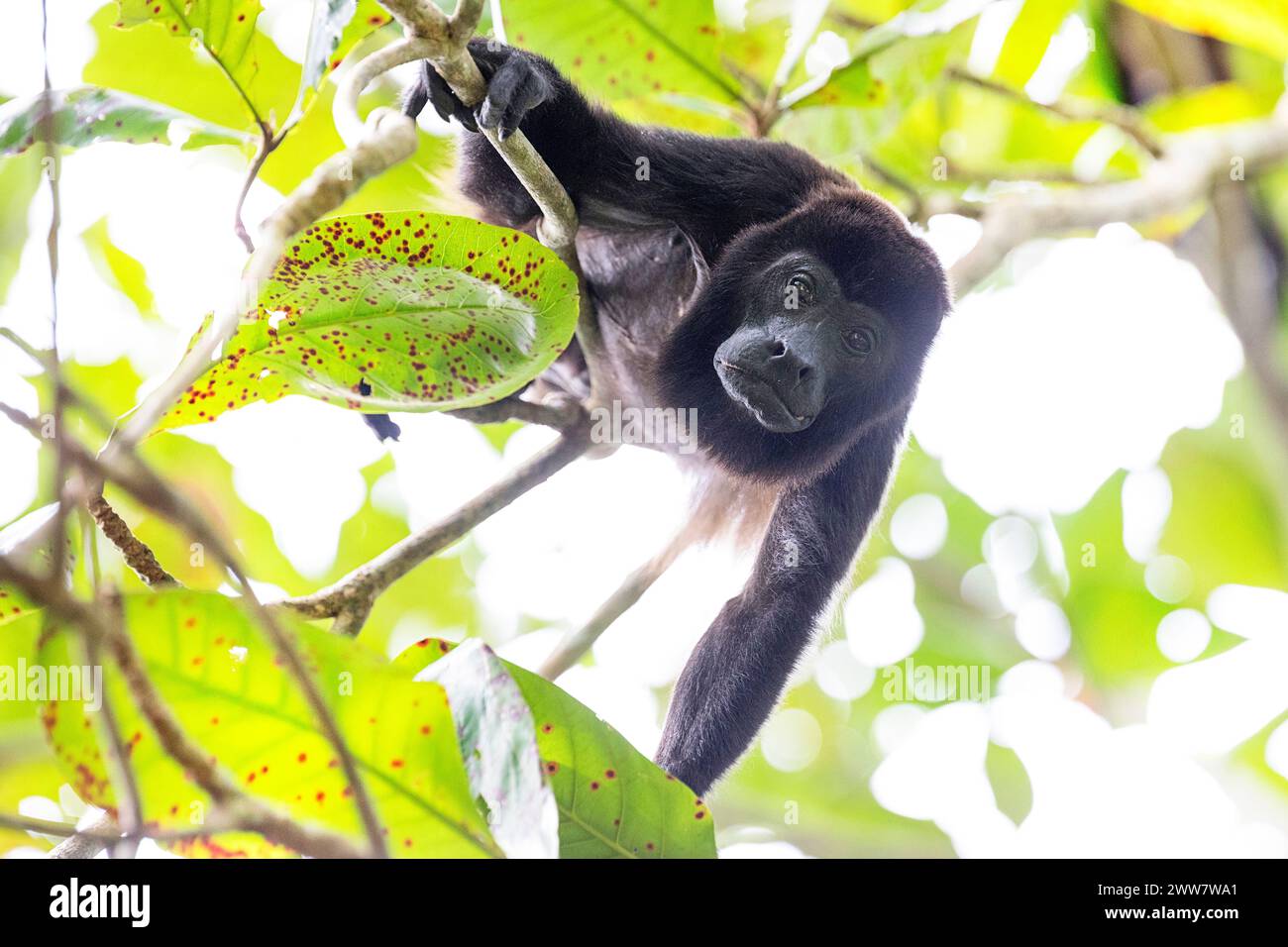 Beautiful howler monkey (Alouatta palliata) in his natural habitat high ...