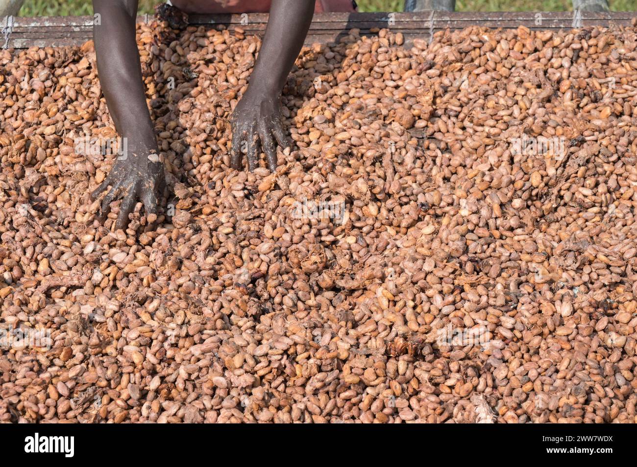 GHANA, Eastern region, Nkawkaw, cocoa farm , harvest and processing ...