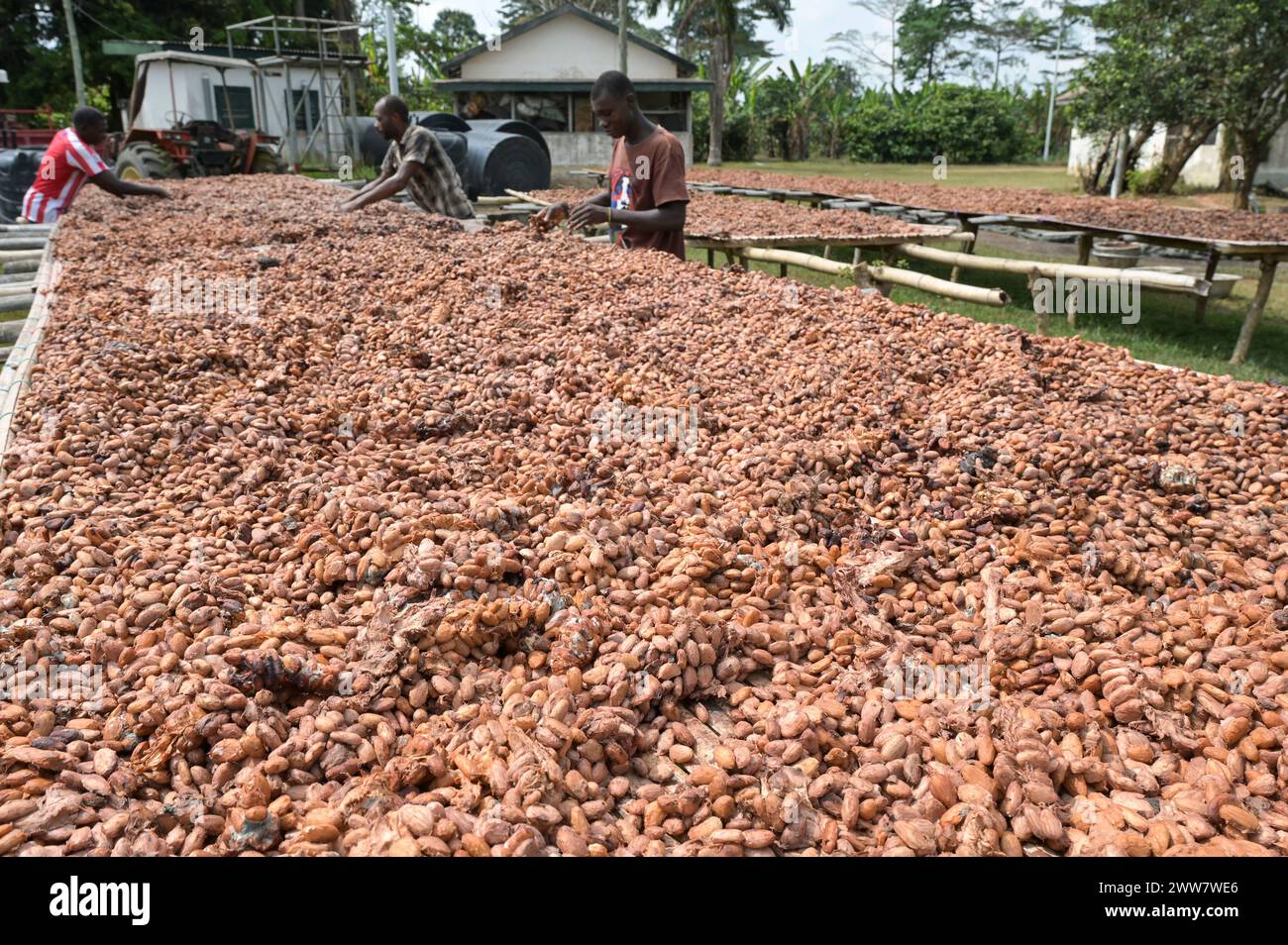 GHANA, Eastern region, Nkawkaw, cocoa farm , harvest and processing, cocoa beans dry in sun ...