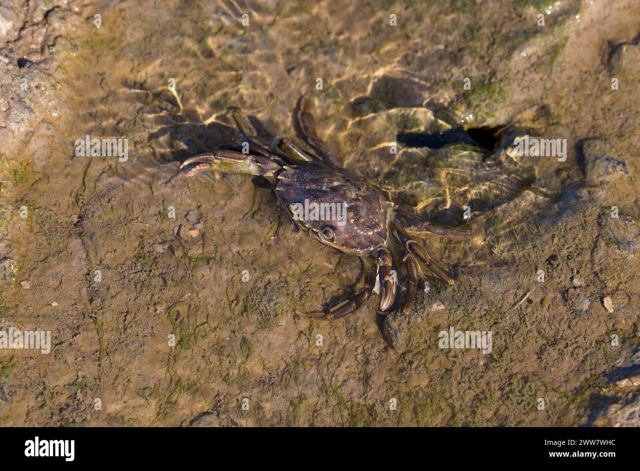 Common Shore Crab (Carcinus maenas) Devon UK GB April 2017 Stock Photo ...