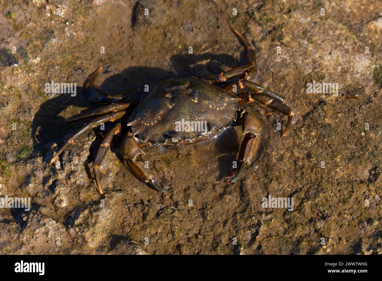 Green aka Common Shore Crab (Carcinus maenas) Devon UK GB April 2017 ...