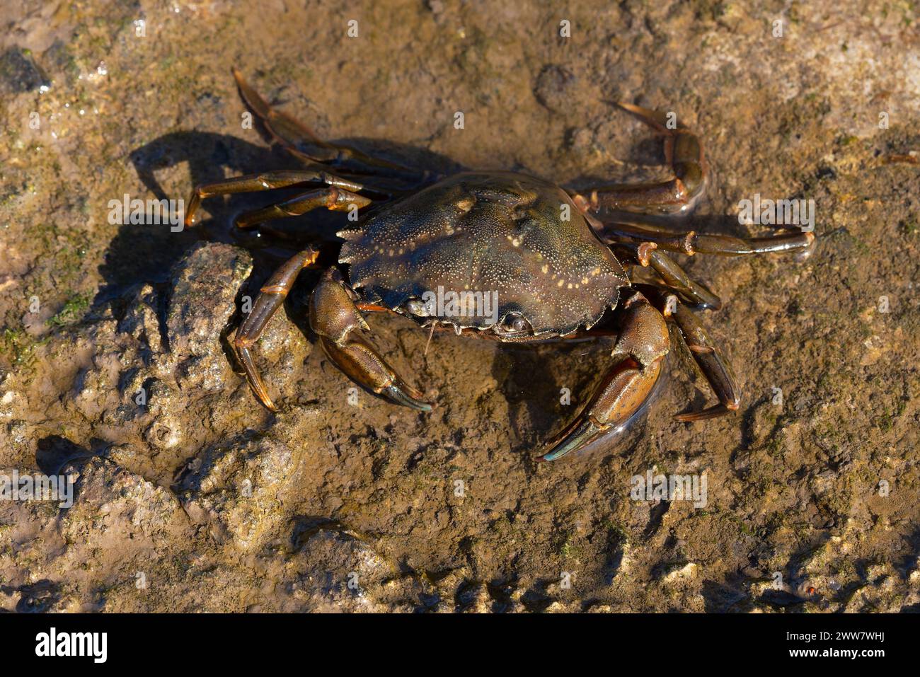Green aka Common Shore Crab (Carcinus maenas) Devon UK GB April 2017 ...