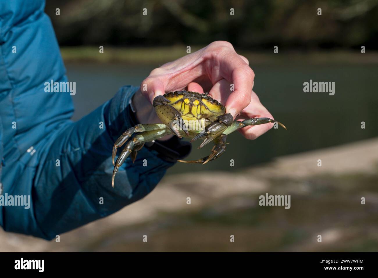 Common Shore Crab (Carcinus maenas) in hand Devon UK GB April 2017 ...