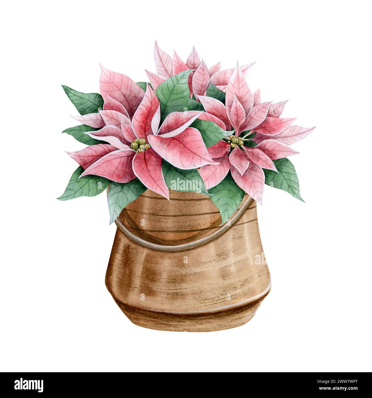 Pink poinsettia flower bouquet in vintage copper metal pot watercolor ...