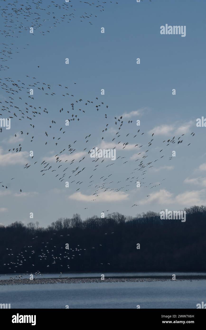 Snow geese middle creek natural hi-res stock photography and images - Alamy