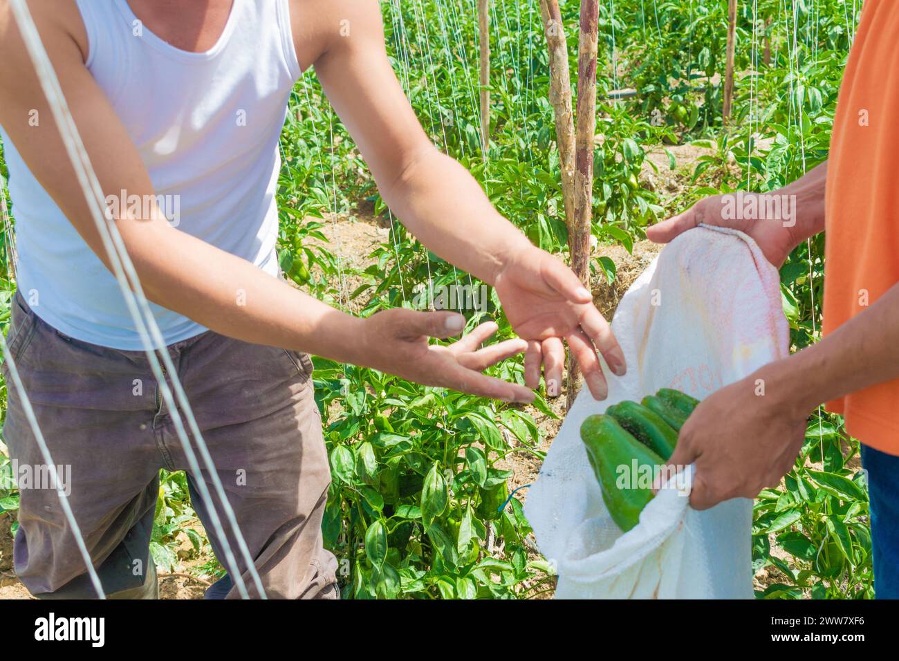 Latin farmers harvesting green peppers on a sunny summer day Stock ...