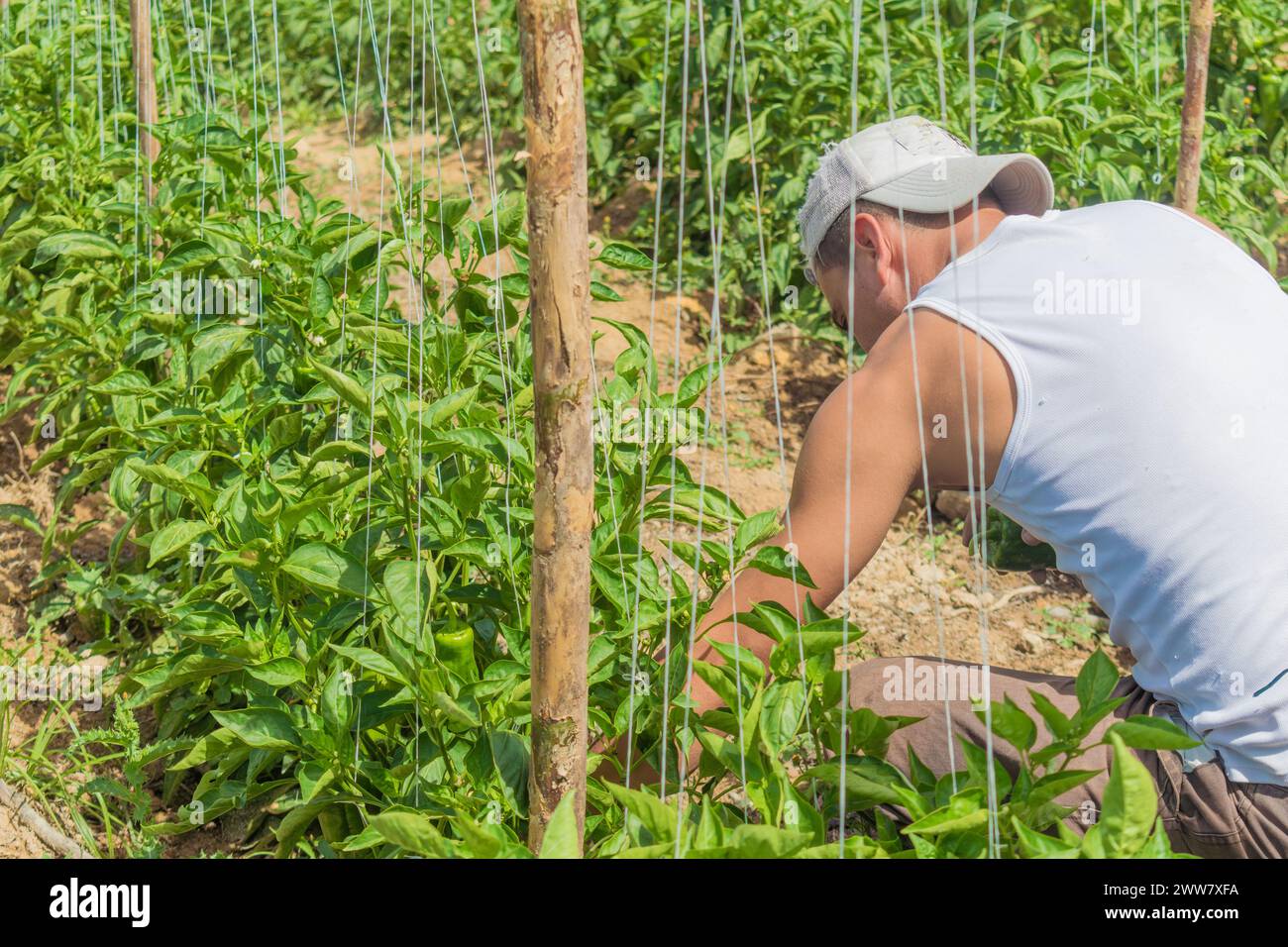 Seed agriculture harvest agricultural man cultivation hi-res stock ...