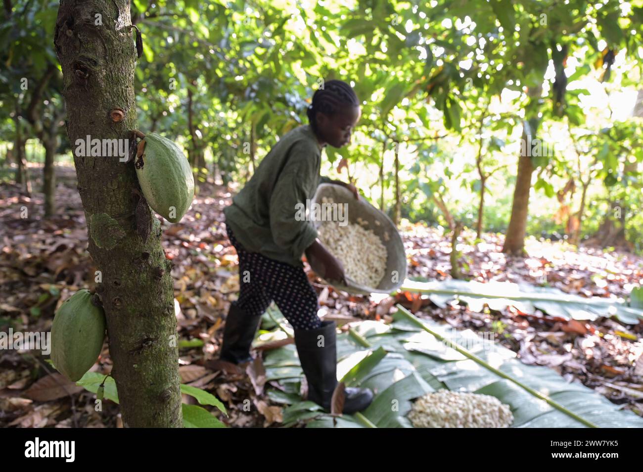 GHANA, Suhum, smallholder organic cocoa farm, cocoa harvest, the cocoa ...