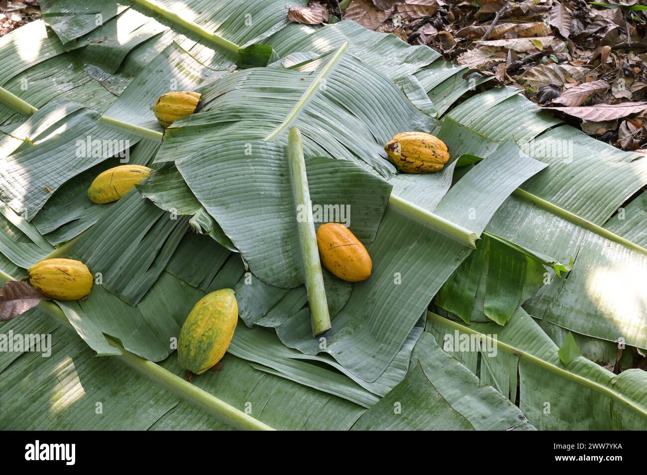 GHANA, Suhum, smallholder organic cocoa farm, cocoa harvest, the cocoa ...