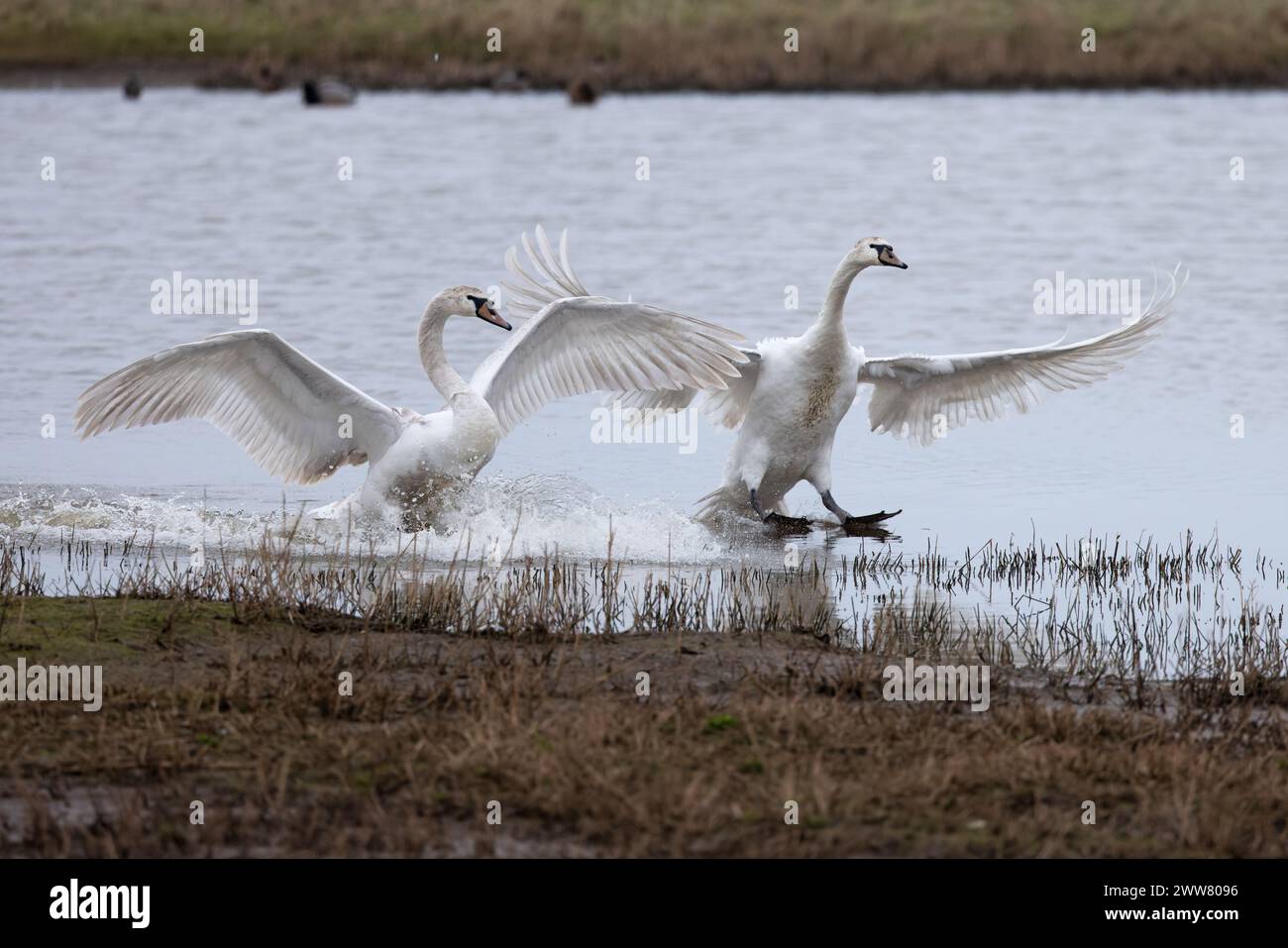 Mute Swan (Cygnus olor) coming into land landing Norfolk February 2024 ...