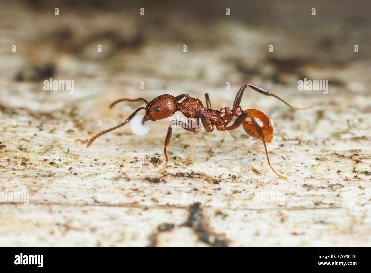 A Spine-waisted Ants (Aphaenogaster tennesseensis) worker relocates an ...