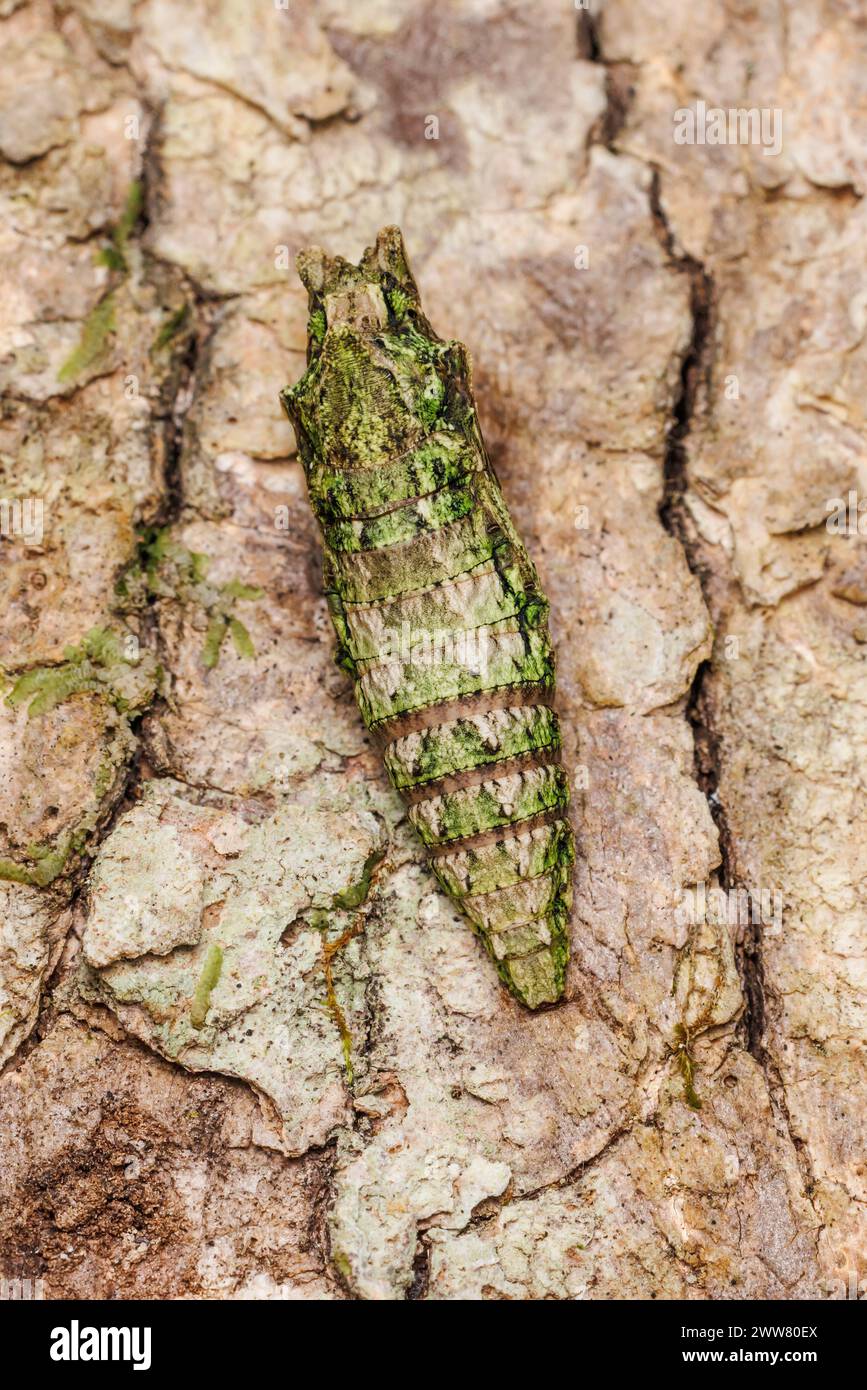 Eastern Tiger Swallowtail (Papilio glaucus) - Pupal Case Stock Photo ...