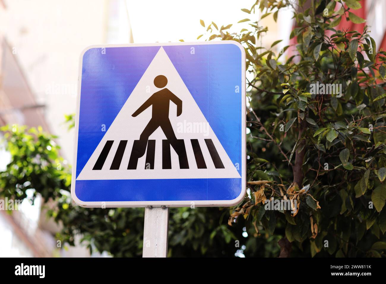 Blue white pedestrian crossing sign on street on natural tree backdrop ...