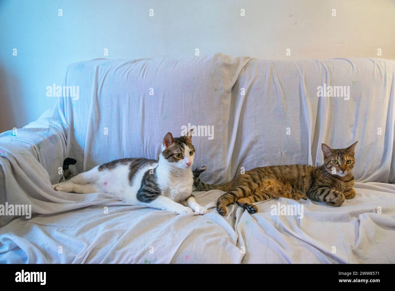 Sofa blanco hi-res stock photography and images - Alamy