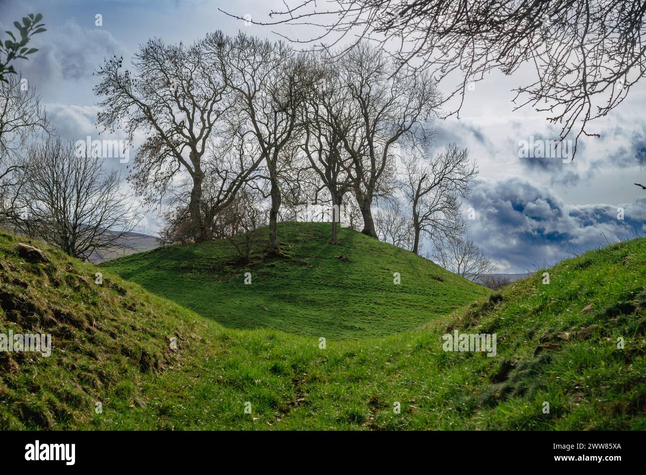 Oak trees gap, the new Sycamore Gap Stock Photo - Alamy