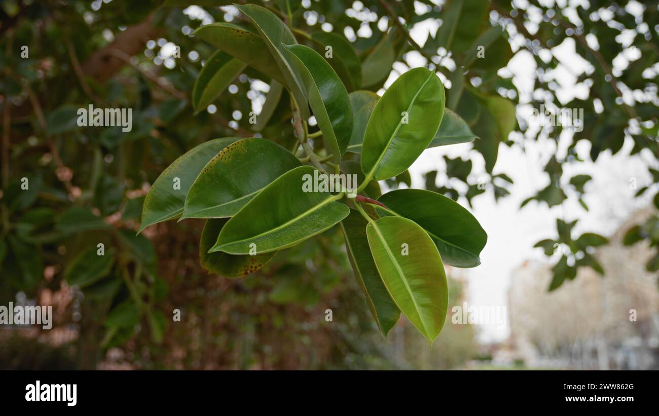 Close-up of green rubber fig leaves ficus elastica, native to eastern ...