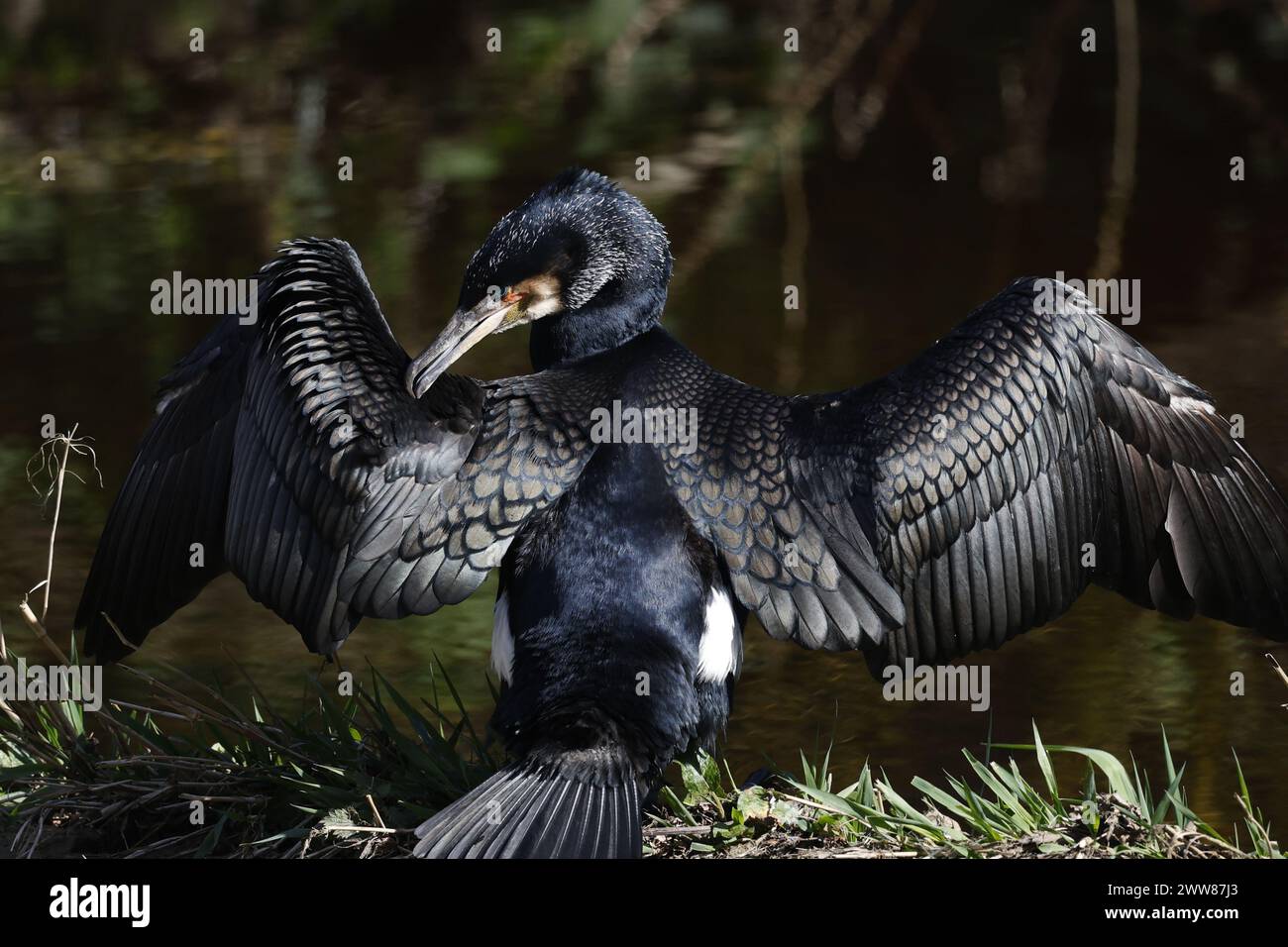A Cormorant on the Dodder River at Clonskeagh in Dublin. Picture date ...