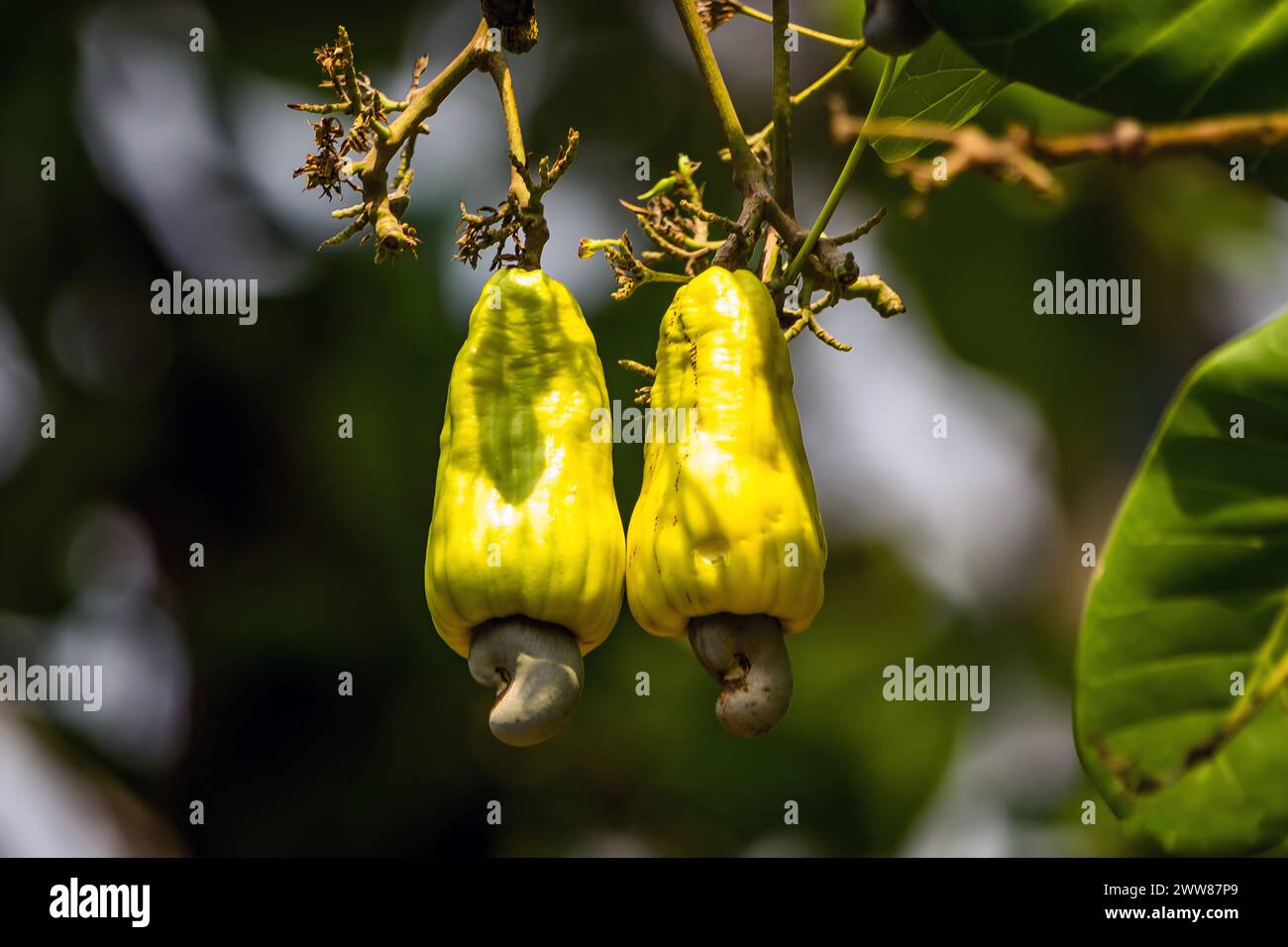 Cashew with nuts growing on a tree This extraordinary nut grows outside ...